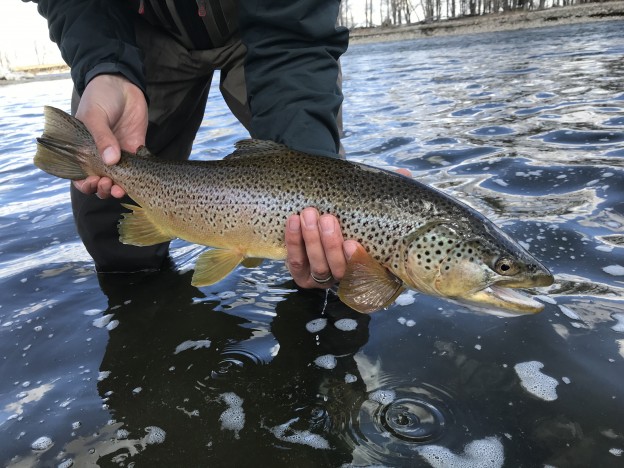 Banff fly fishing | Guided Fly Fishing trips on the rivers of Alberta