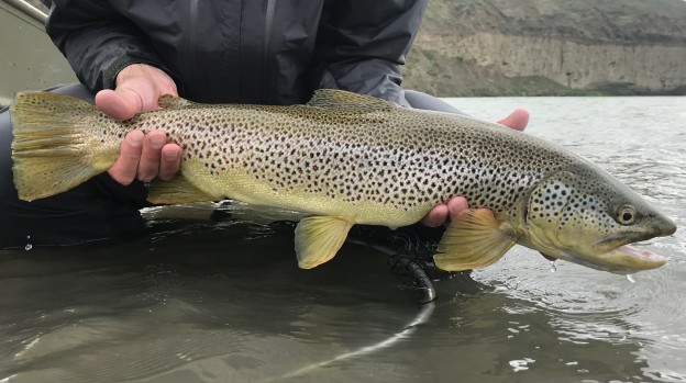 Banff fly fishing | Guided Fly Fishing trips on the rivers of Alberta