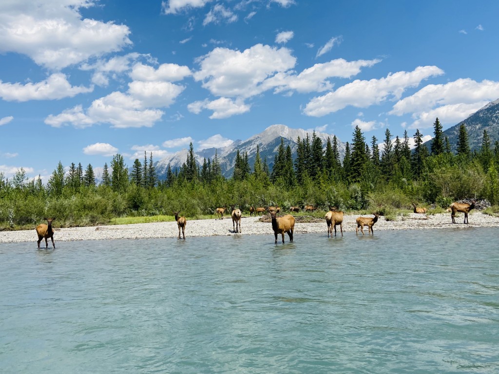 Banff fly fishing | Guided Fly Fishing trips on the rivers of Alberta